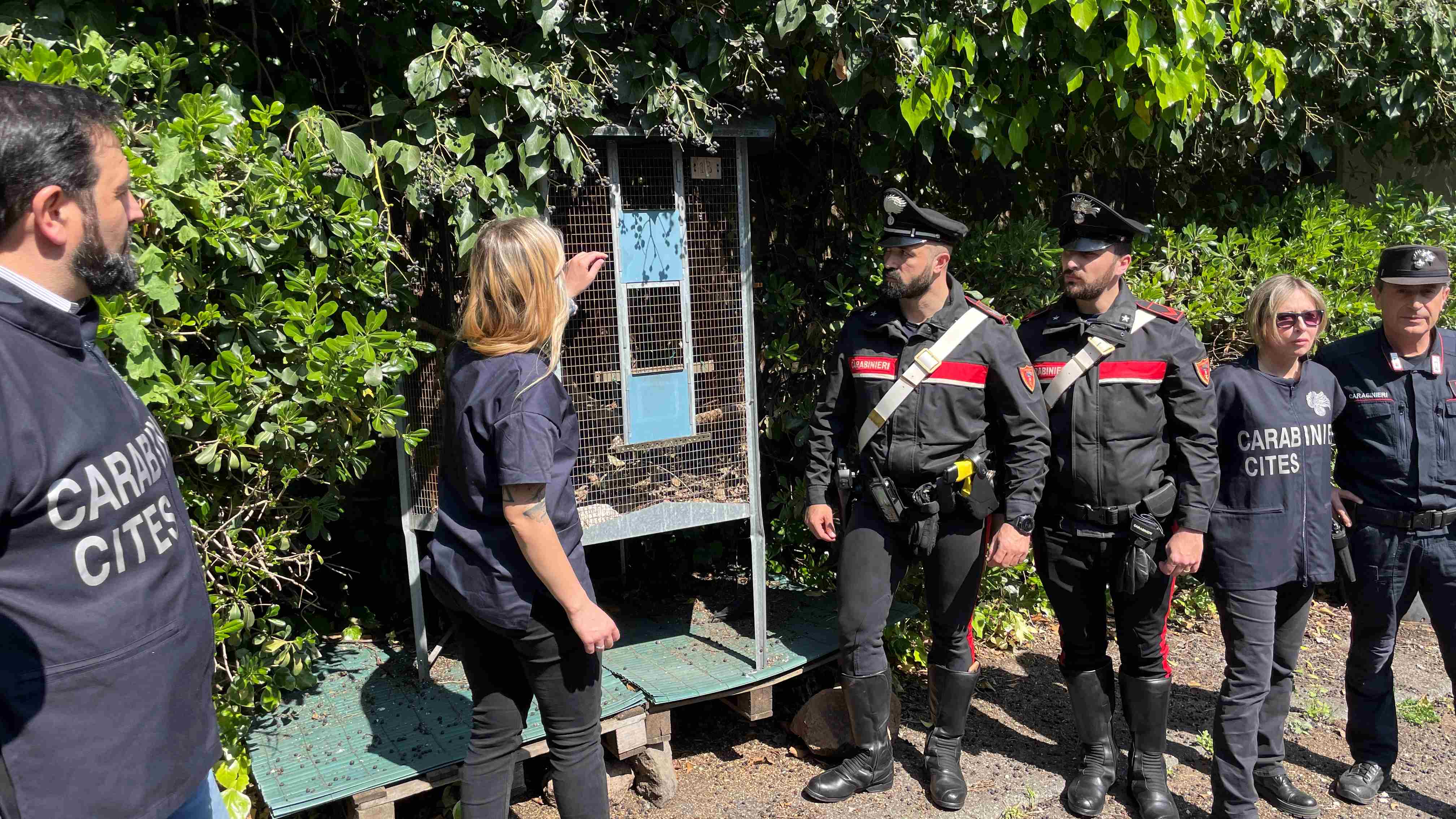 Libertà per 16 cardellini | Lipu ODV